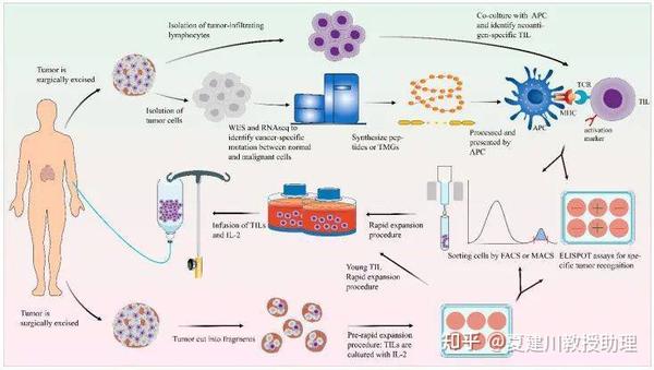 TIL细胞疗法Ⅲ期试验生存期提升100%以上，多名患者CR，有望上市！ - 知乎