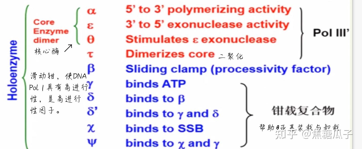 分子生物学 第四章 DNA的生物合成 - 知乎