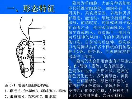 【古菌域全系列14】隐藻界Cryptista：隐于世间而影响世界 - 知乎