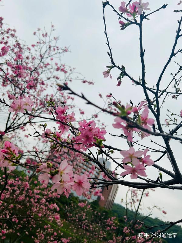 人世间 知乎