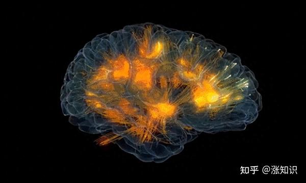 DHA+PS磷脂酰丝氨酸，HighQ带你破解更强大脑养成之谜 - 知乎