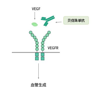 【靶点科普】为什么联合用药喜欢用VEGF+VEGFR？ - 知乎