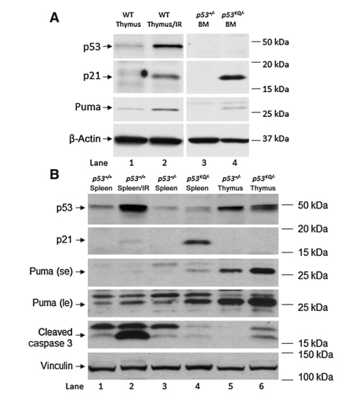 挑战传统理论：顾伟团队发现p53蛋白稳定非其抑癌作用所必需 - 知乎
