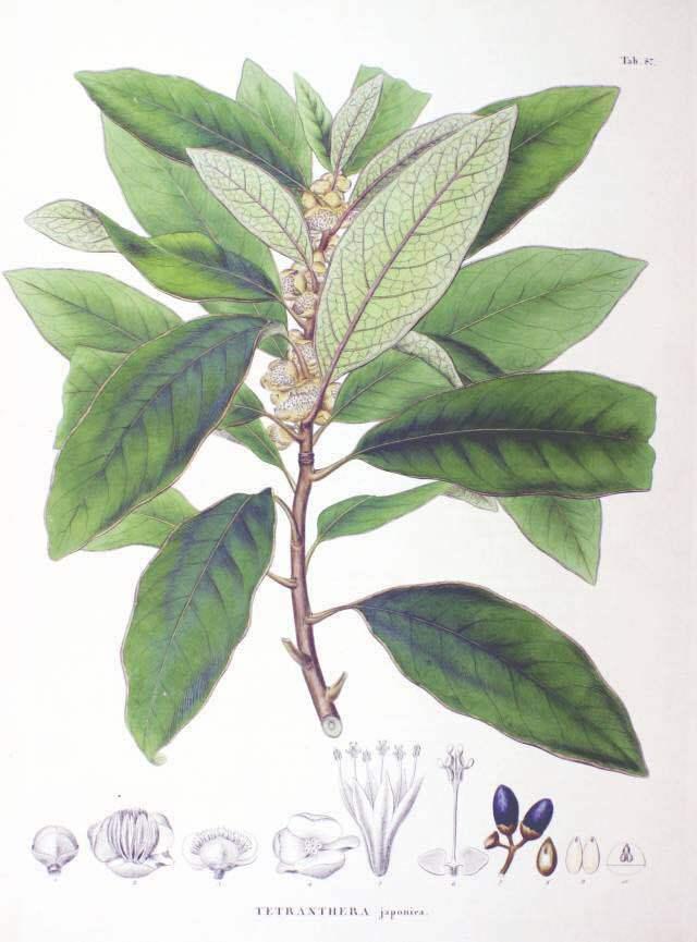 南亚观 | 走进印度阿萨姆，走进自然的灵魂 - 知乎