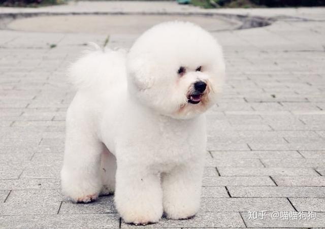 比熊犬的优点和缺点有哪些？ - 知乎