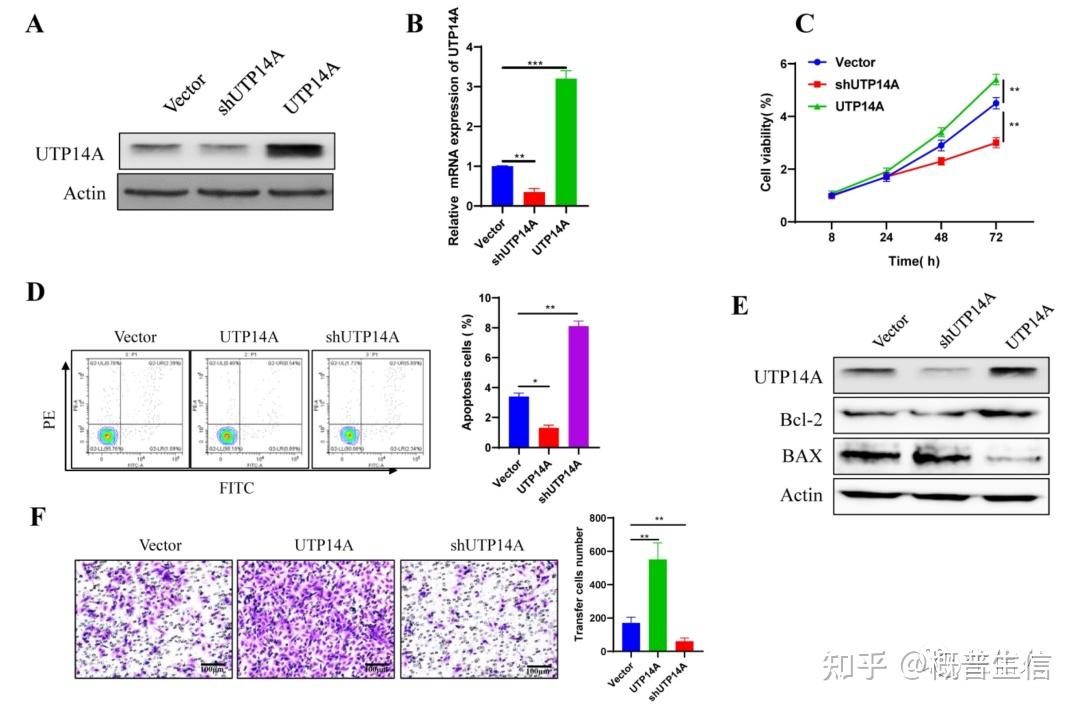 内质网应激相关激酶PERK有什么重要作用？（Cancer Cell） - 知乎