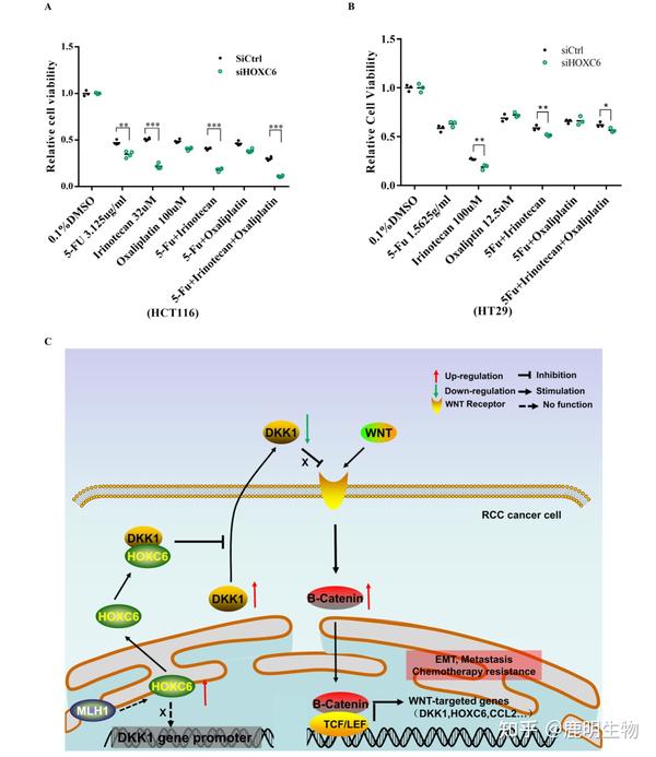 浙大二院郑树/胡望雄团队揭示HOXC6促进右半结肠癌转移机制 - 知乎