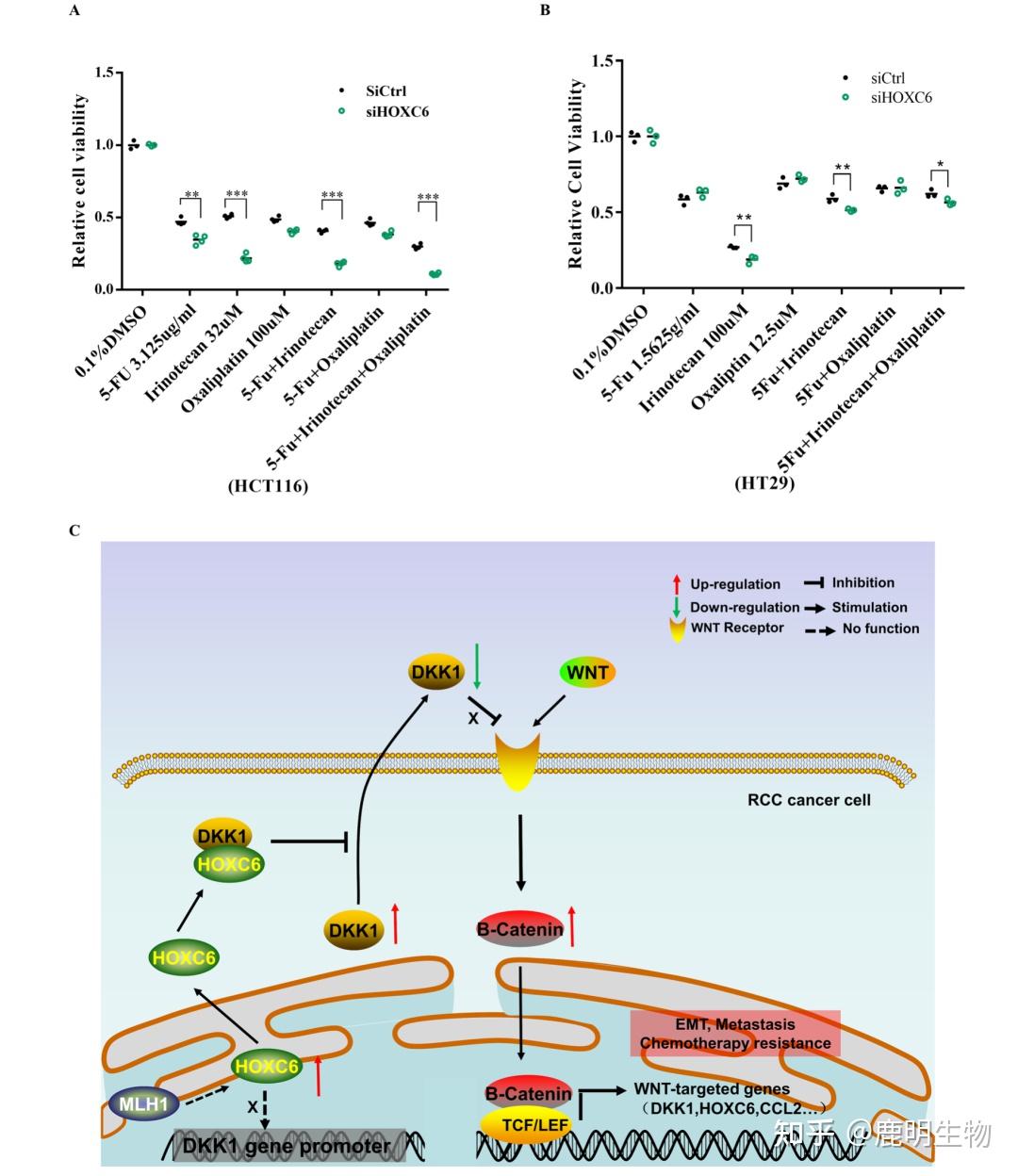 浙大二院郑树/胡望雄团队揭示HOXC6促进右半结肠癌转移机制 - 知乎