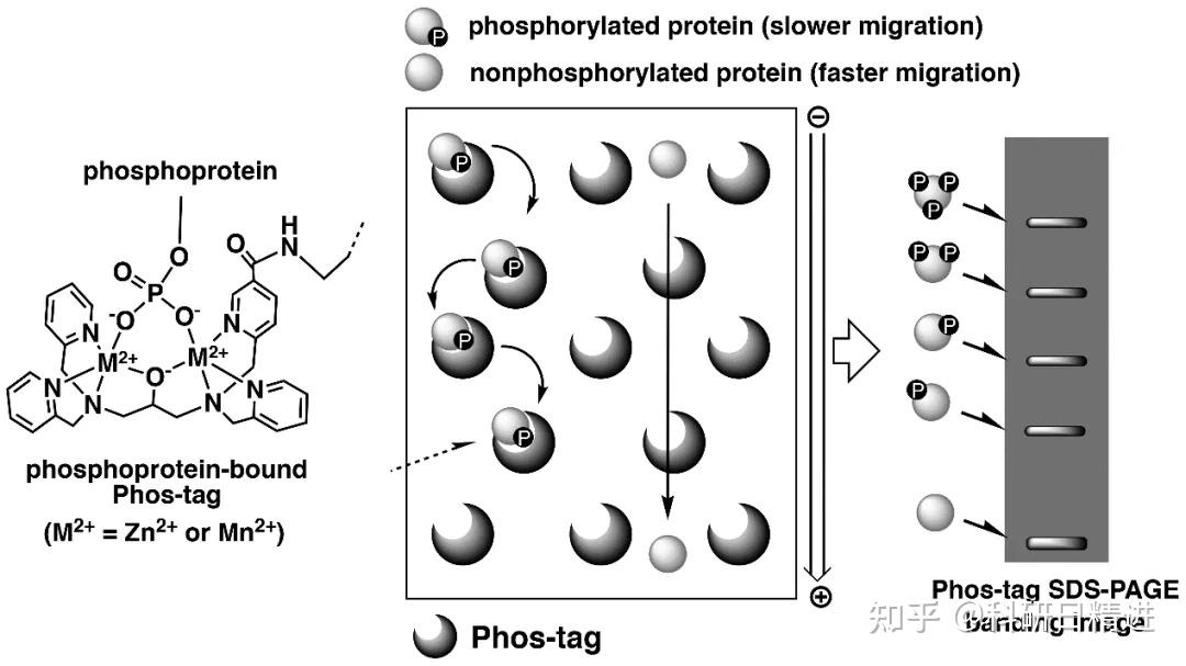 实验笔记丨蛋白质磷酸化用Phos-tag凝胶电泳检测 - 知乎