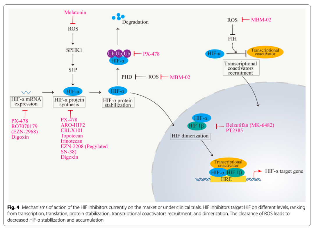 Mol Cancer 丨 缺氧驱动巨噬细胞分化和与肿瘤的交互 - 知乎