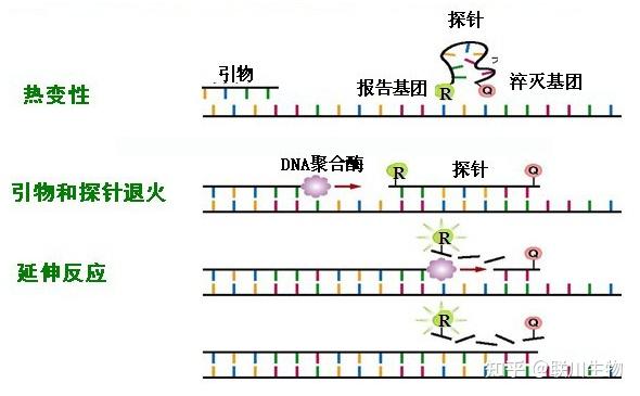 探针法荧光PCR（Taqman 技术）介绍 - 知乎