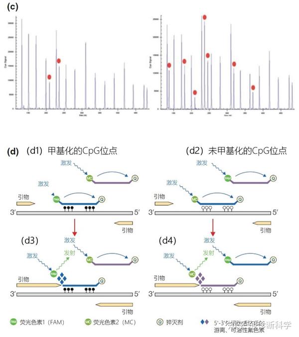 刘博谈 | 简单聊一聊单核苷酸多态性（SNP）和CpG位点 - 知乎