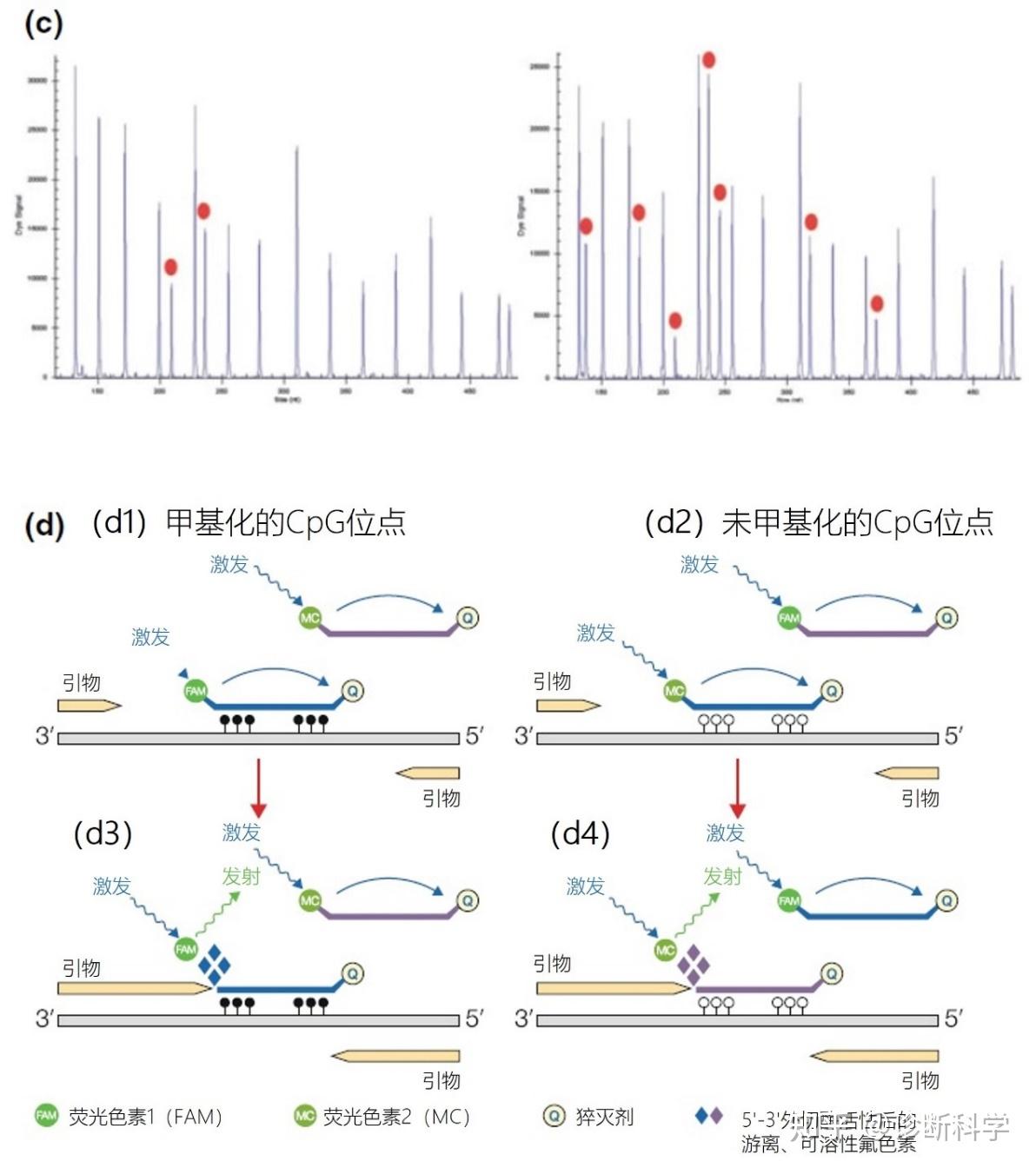 刘博谈 | 简单聊一聊单核苷酸多态性（SNP）和CpG位点 - 知乎