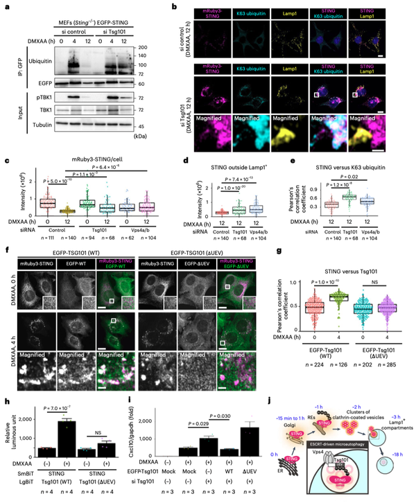 Nature Cell Biology丨STING 信号通过源自循环核内体的 ESCRT 依赖性囊泡微自噬而终止 - 知乎