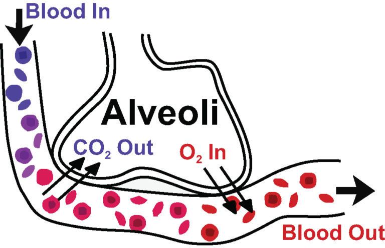 家用慢阻肺呼吸机ST、AVAPS和iVApS 之间有啥区别？ - 知乎