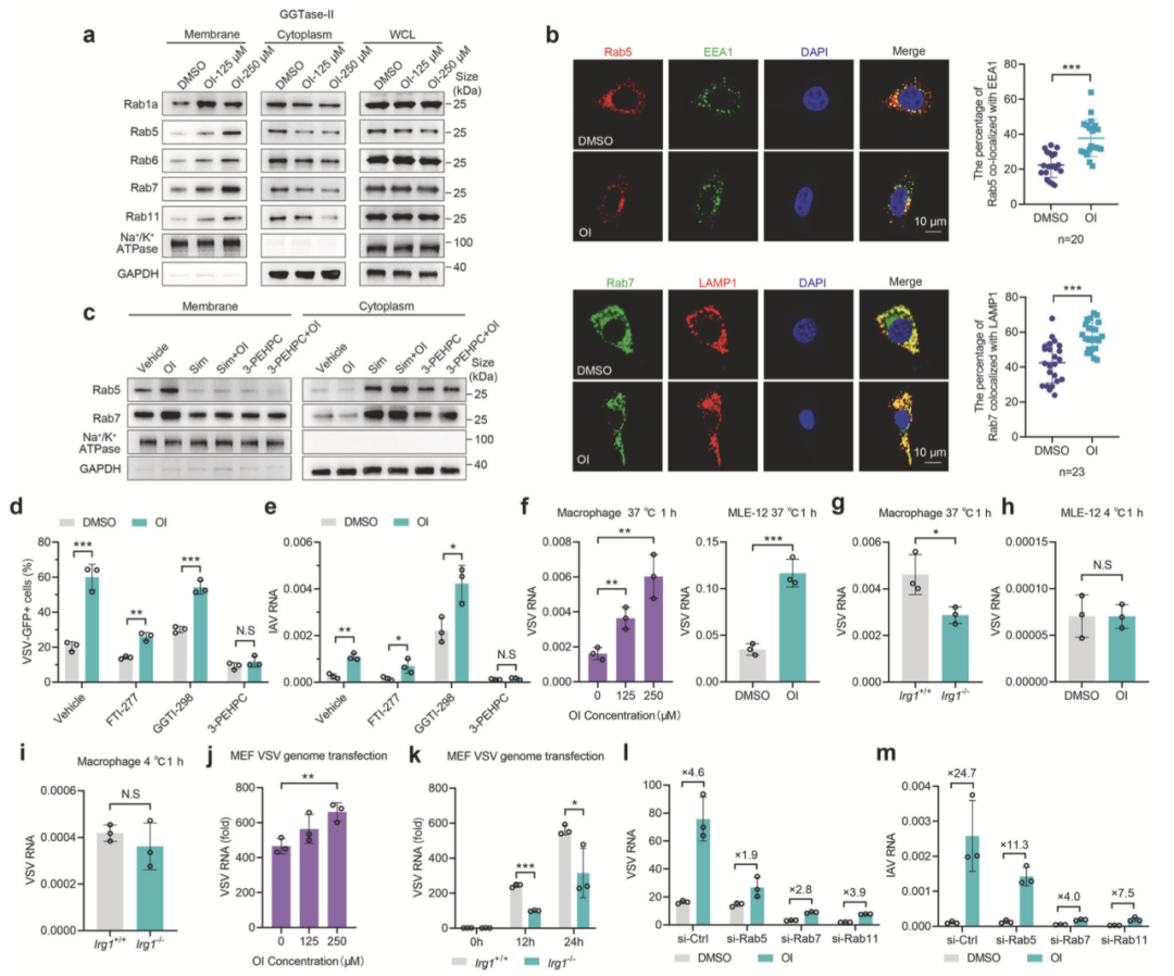 STTT丨衣康酸通过烷基化GDI2和将Rab GTPase保留在膜上，从而促进病毒感染。 - 知乎