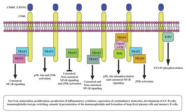 诺华终止CD40单抗iscalimab一项临床试验 - 知乎