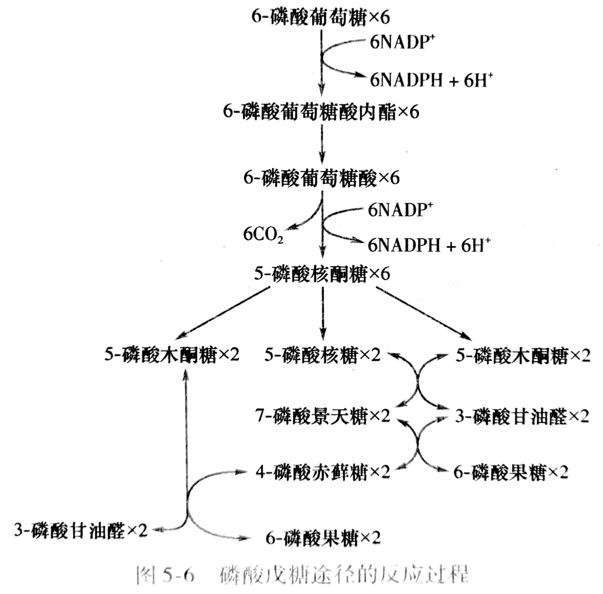 NADPH 和 NADH 是什么？ - 知乎
