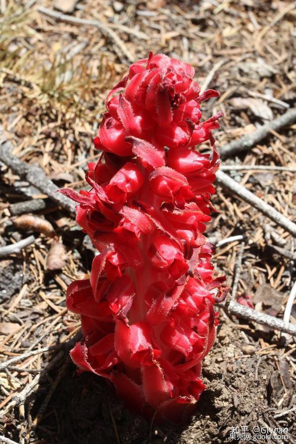 杜鹃花科血晶兰属Sarcodes sanguinea - 知乎