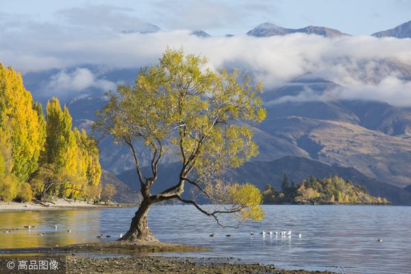 这颗树成了瓦纳卡的名片，也惊艳了世界 - 知乎
