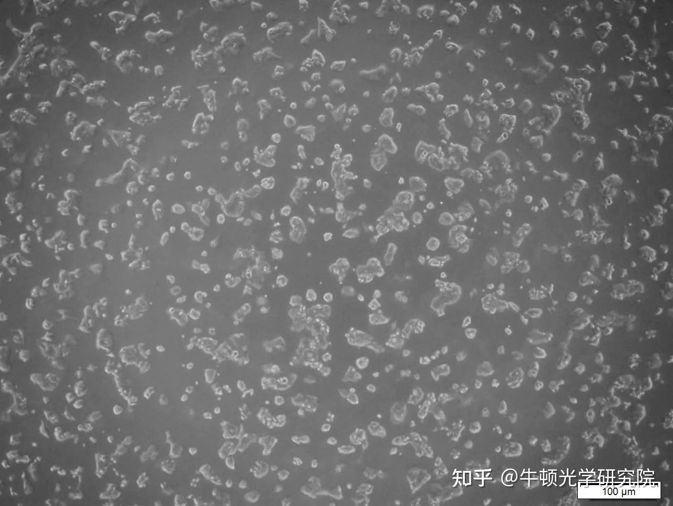 【细胞解读系列】如何将HepG2细胞培养好？ - 知乎