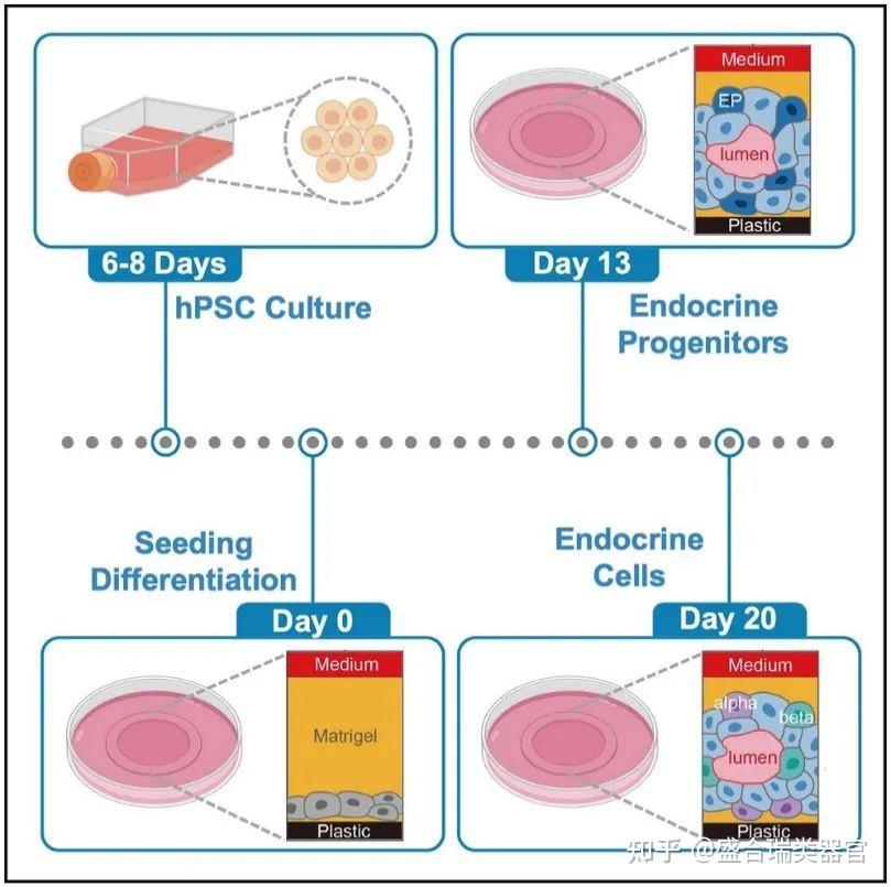 STAR Protoc.：hPSC胰腺类器官培养方法——早期胰腺研究新工具 - 知乎