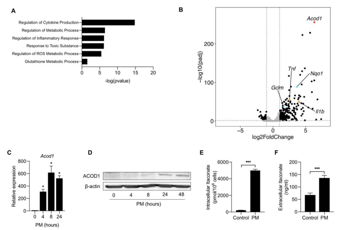 eLife丨内源性衣康酸不发挥抗炎抗氧化应急作用，外源性衣康酸发挥的抗炎作用不依赖Nrf2 - 知乎