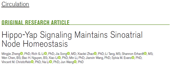 Hippo-Yap通路新功能揭示窦房结功能障碍和先天性出生缺陷治疗新思路 - 知乎