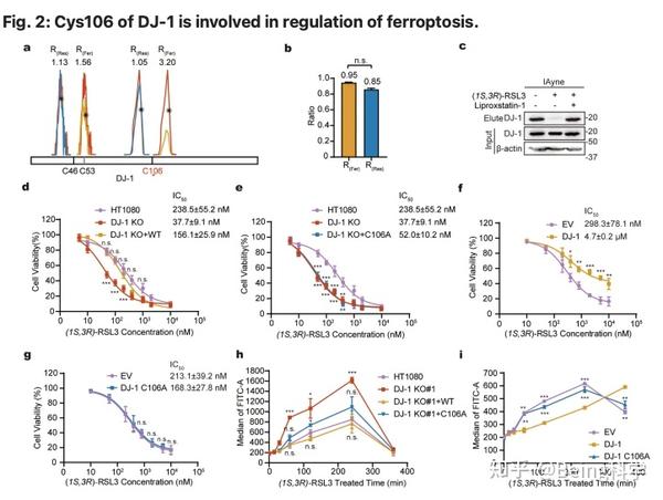 Nature子刊 | DJ-1有望作为新靶点治疗铁死亡相关疾病 - 知乎
