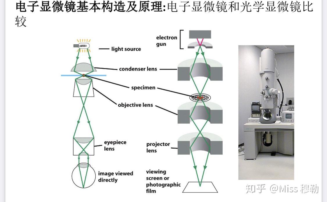 光学显微镜与电子显微镜的区别？ - 知乎