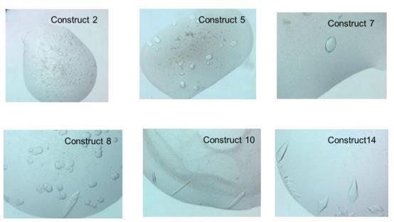 应用案例 | Protein Maker高通量全自动蛋白纯化仪 - 知乎