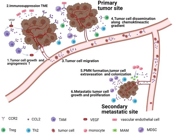Cell Prolif|华西医院魏霞蔚团队对CCL2-CCR2信号轴在癌症中作用的总结 - 知乎