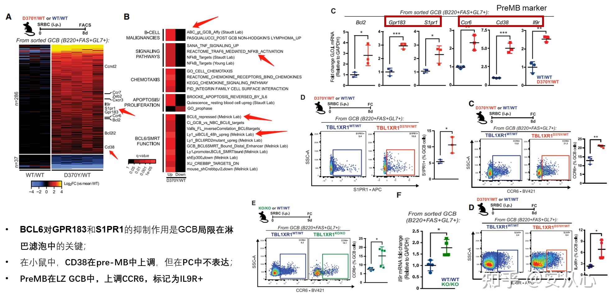 TBL1XR1突变通过诱导促肿瘤程序驱动结外淋巴瘤 - 知乎