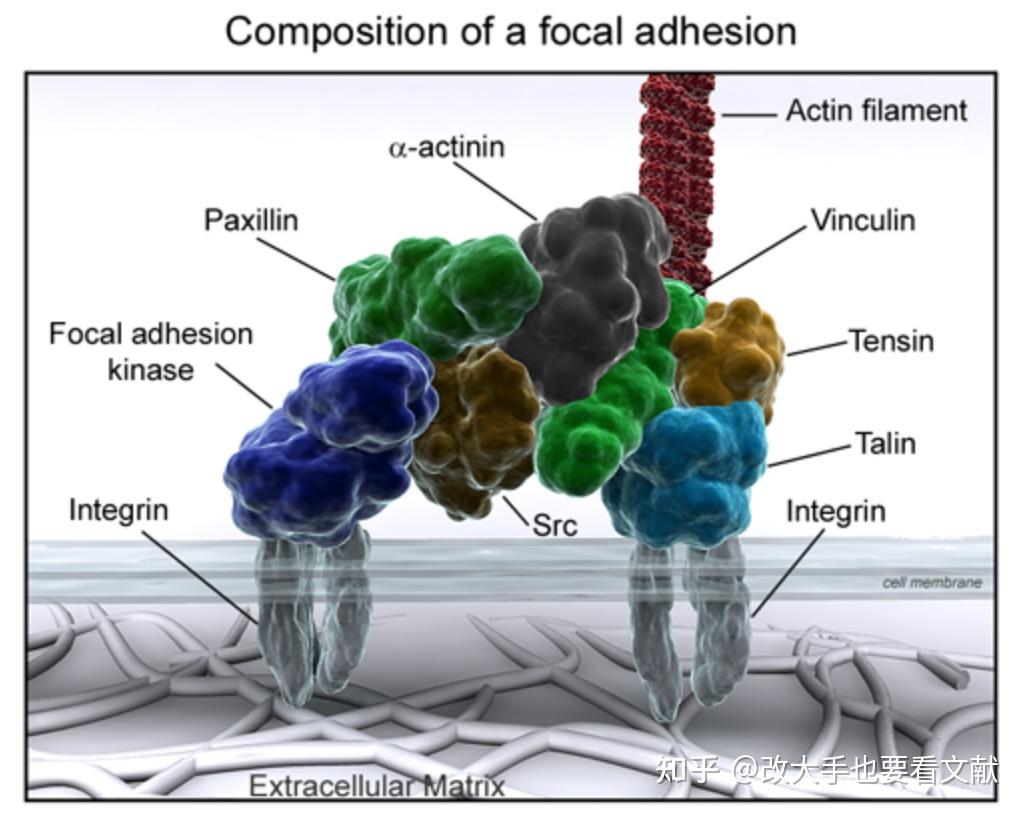 细胞力学感知系列：适应细胞黏附的动态材料可促进细胞的力学感知 - 知乎
