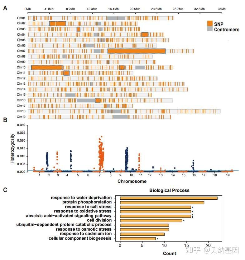 文献解读 | 园艺顶刊HR发表首个葡萄T2T参考基因组 - 知乎