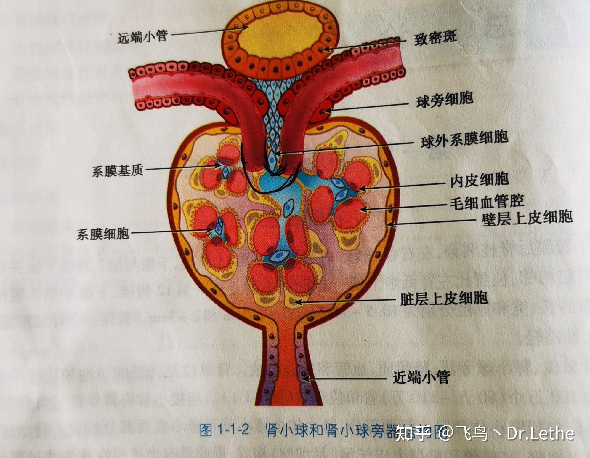 肾脏解剖结构【文末附思维导图】 - 知乎