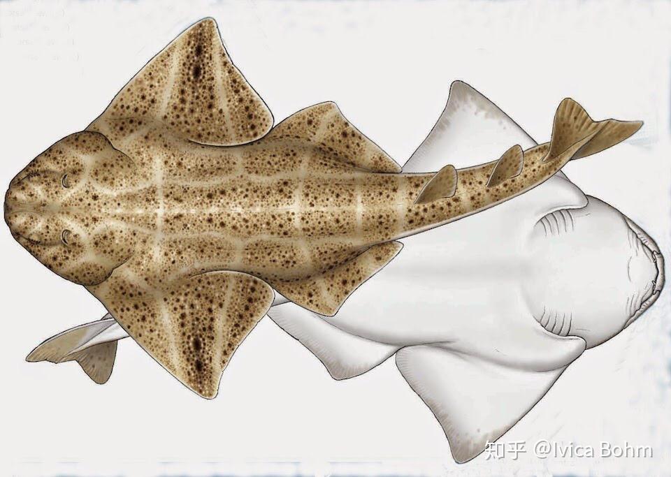 板鳃亚纲冠群的演化树 - 知乎