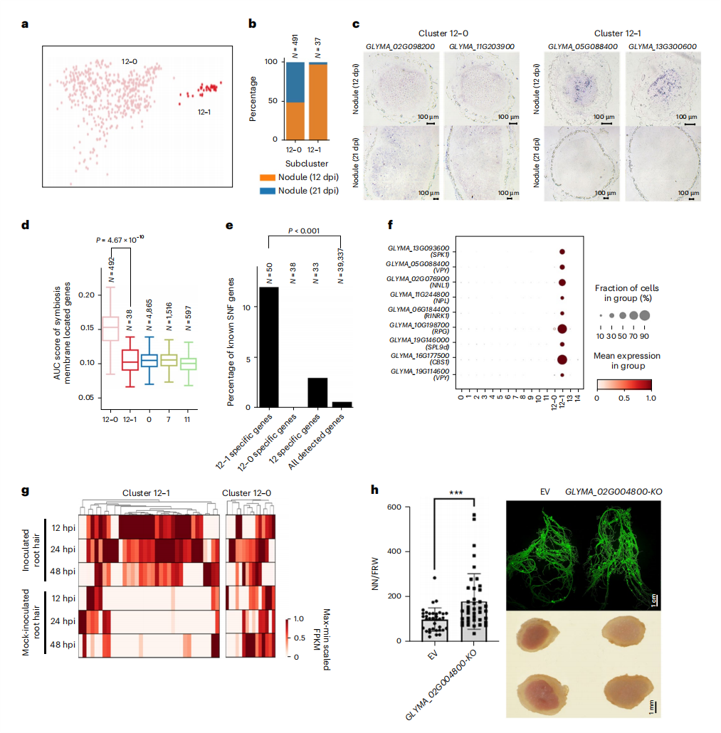 Nat Plants | 单细胞核与空间转录组学联合揭示大豆根瘤成熟过程中的动态特征 - 知乎