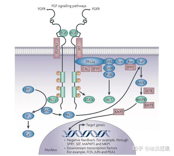 国内上市在即！Infigratinib获FGFR2扩增胃癌突破性疗法认定 - 知乎