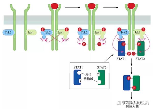 肿瘤生物学：（5）癌症中的细胞信号网络 - 知乎