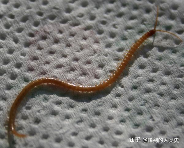 【动物界全系列】多足亚门—唇足纲 - 知乎