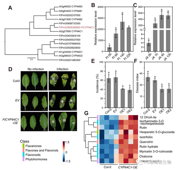 Plant Cell | 中国农科院研究揭示立枯丝核菌毒力和苦荞抗性的分子机制！ - 知乎