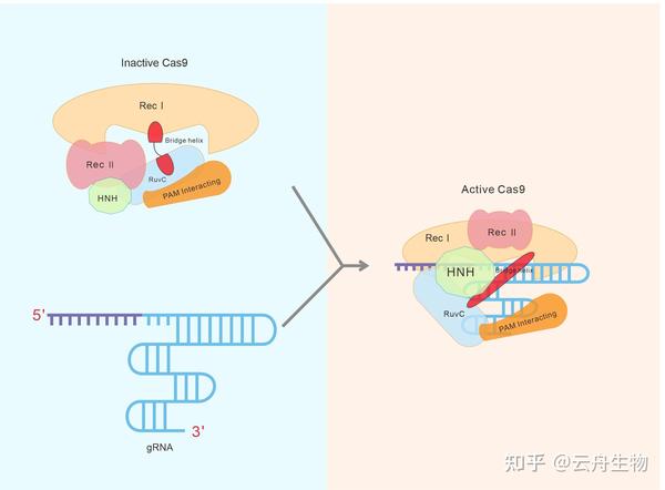 dCas9-KRAB CRISPRi（CRISPR interference）慢病毒载体系统—云舟生物 - 知乎