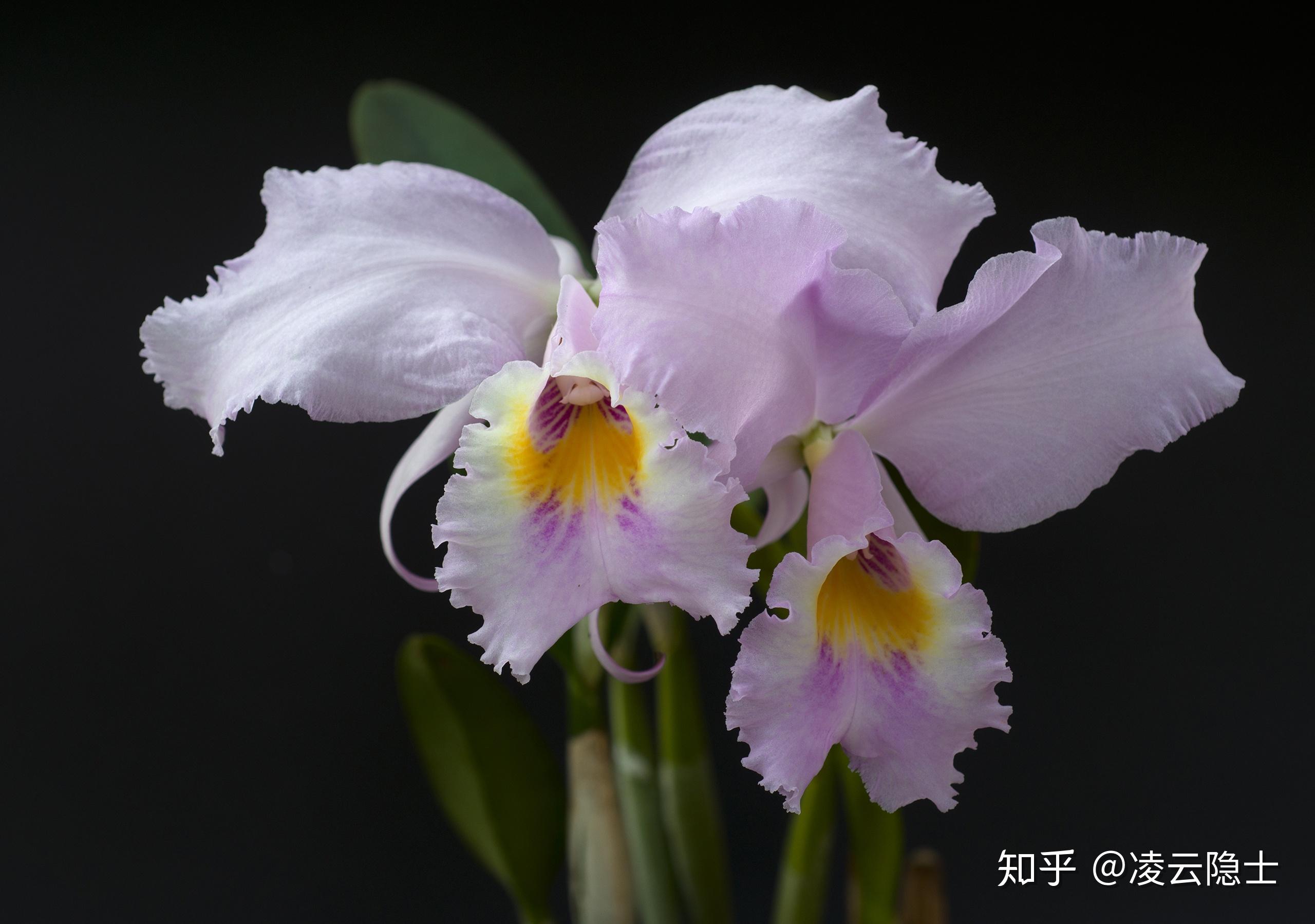 原种卡特兰C.schroederae开花 - 知乎
