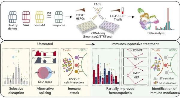 血液病的致病机制与治疗 | 时空简讯34期 - 知乎