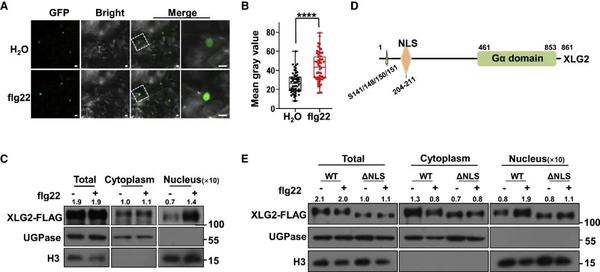 Cell Host & Microbe | 中科院遗传发育所周俭民团队研究揭示植物免疫受体的信号调控机制！ - 知乎
