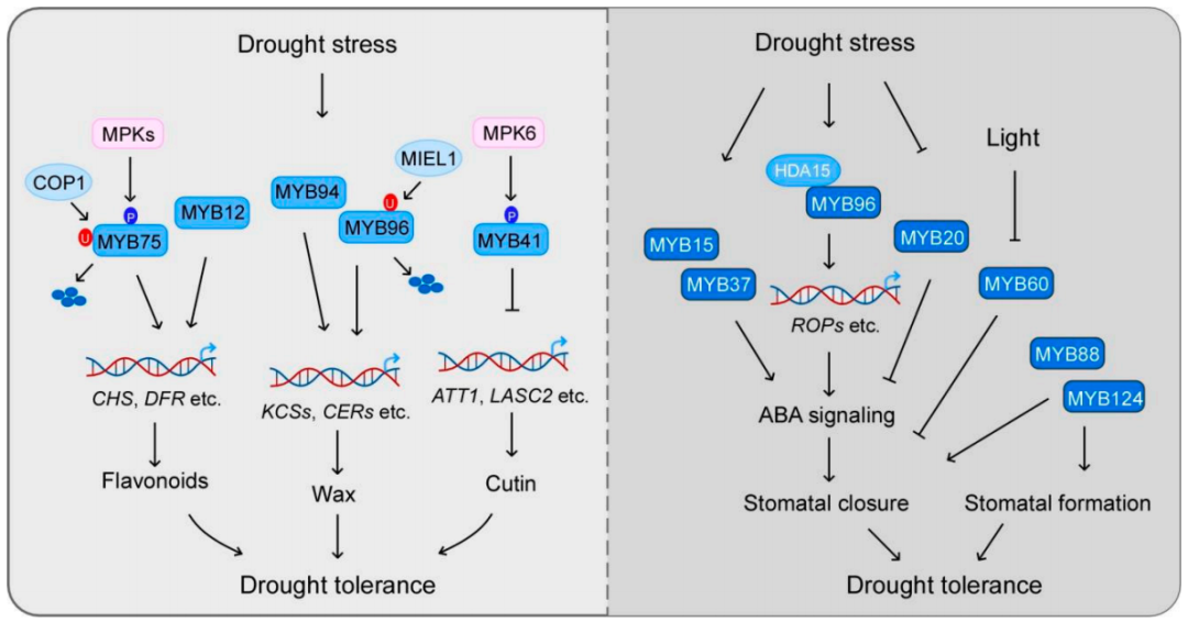 浅谈MYB转录因子家族的那些事~ - 知乎