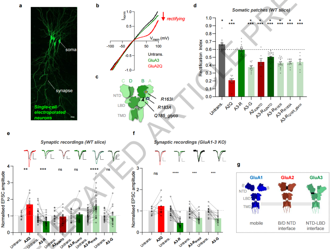 Nature | 冷冻电镜揭示GluA3受体独特结构，为神经疾病提供潜在靶点 - 知乎