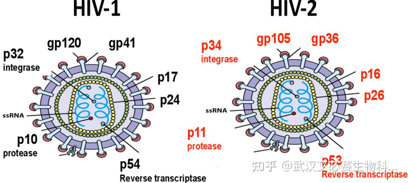 四川眉山出现首例 HIV-2 感染，撬动中国艾滋病防控的盲区 - 知乎