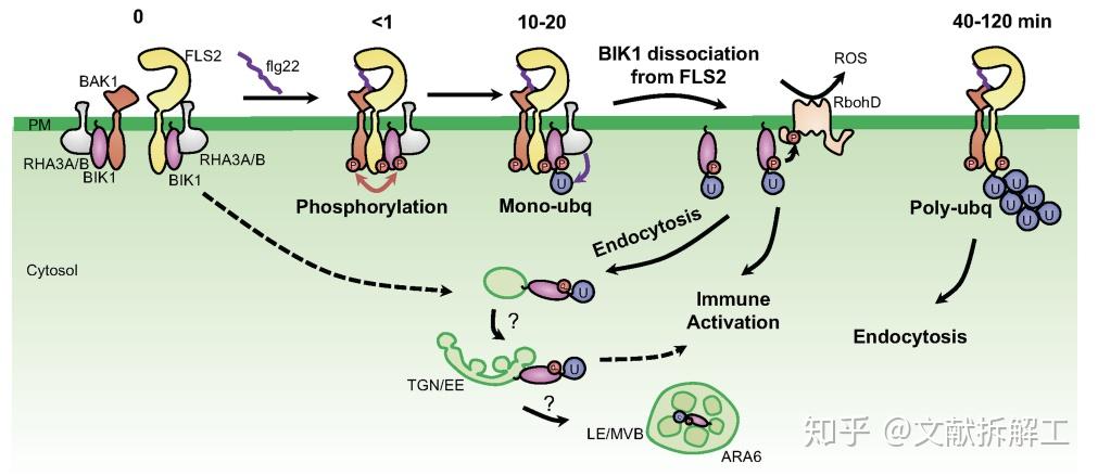 【Nature论文拆解】配体诱导的BIK1单泛素化调节植物免疫力 - 知乎